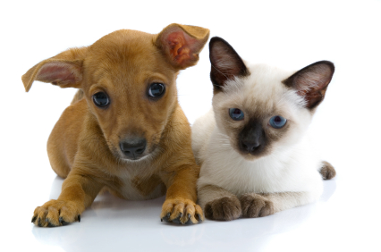 Animal Aid Foundation